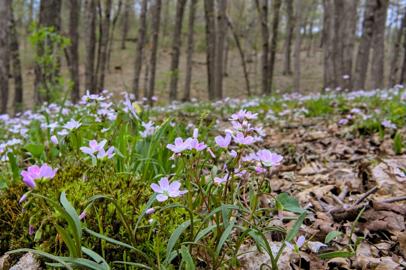 Stages of Spring, 2020 | A Tree Left Standing
