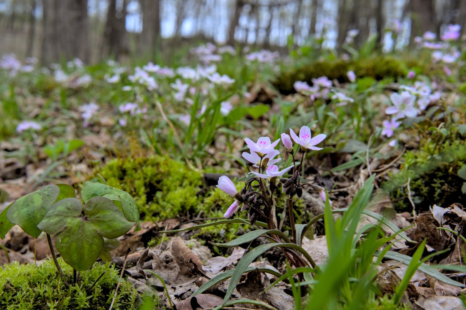 Stages of Spring, 2020 | A Tree Left Standing