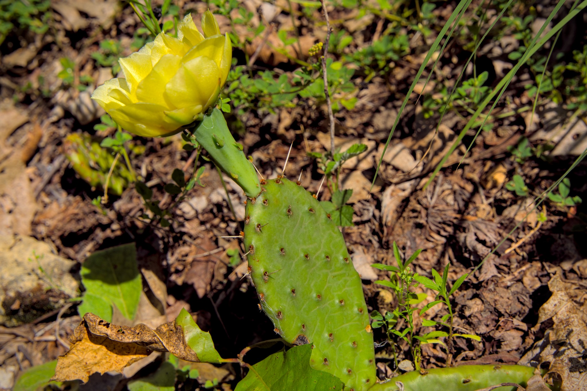 Wisconsin Prickly Pear Cactus | A Tree Left Standing